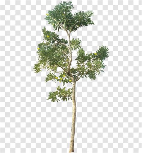 Tree Architectural Rendering Landscape Architecture Shrub Images Free Cutouts For