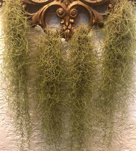 15 Plants That Grow Without Soil Plants Craze