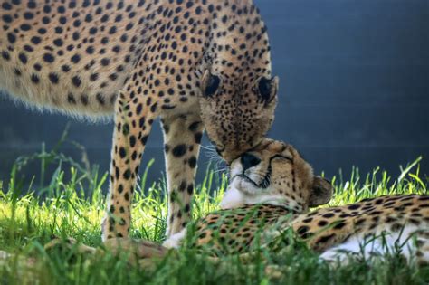 Discover More Like Cheetahs Posting Cheetah Pics Every Day Until I Run Out — Day 172 — Nuzzle