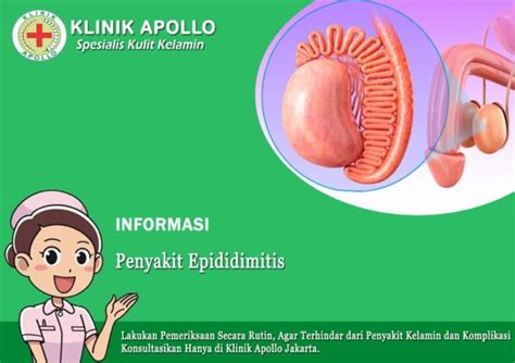 Penyakit Epididimitis Tanda Dan Pengobatan Klinik Apollo Jakarta