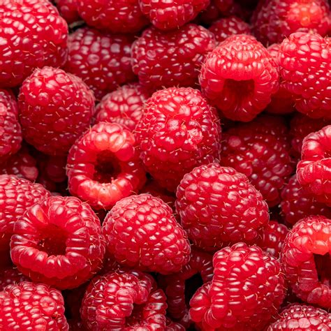 Raspberry Fruit