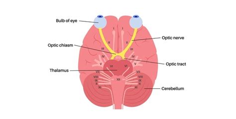 44 Cranial Nerve Tracts Stock Vectors And Vector Art Shutterstock