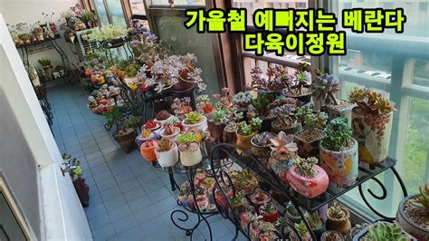 다육이♡가을철 예뻐지는 베란다 다육이 정원💓💓 Youtube