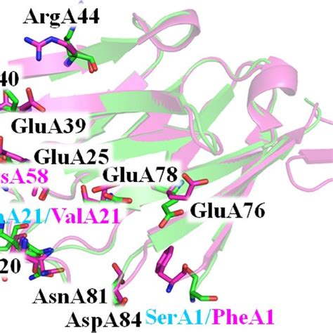Identified Key Residues In The Cd2 Cd58 Interaction A Occupancy Download Scientific Diagram