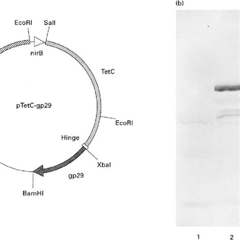 Expression Of Tetanus Toxin Fragment C Gp29 Fusion Protein A Download Scientific Diagram