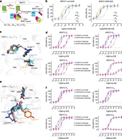 Comparison Of The Receptorg Protein Binding Interface Of The Korgi1