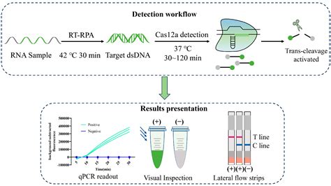 On Site And Visual Detection Of The H5 Subtype Avian Influenza Virus Based On Rt Rpa And Crispr