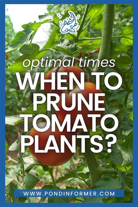When To Prune Tomato Plants For Maximum Yield Tomato Plants Tomato