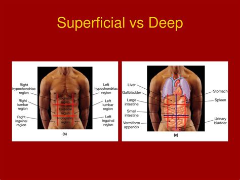 Ppt Anatomical Terminology Powerpoint Presentation Free Download
