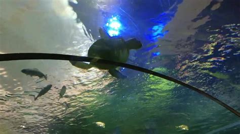 Todd Todd The Teeny Tiny Turtles Transatlantic Travels