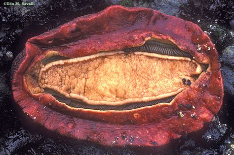 Bio385 Mollusca