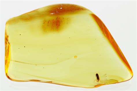 Detailed Fossil Bark Beetle Taphramites In Baltic Amber 307571 For