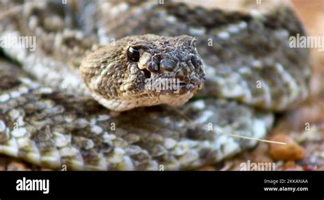 Crotalus Atrox Stock Videos And Footage Hd And 4k Video Clips Alamy