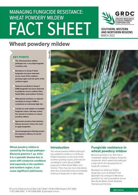 Wheat Powdery Mildew Afren
