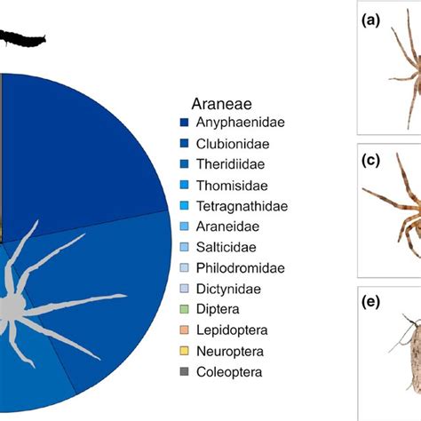 A Taxonomic Composition Of The Overwintering Arthropod Assemblages
