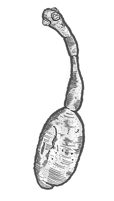 Adult Parasitic Tapeworm Echinococcus Granulosus Download Scientific