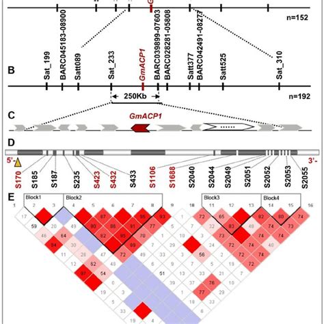 Genome Wide Associations Gwas Of Phosphorus P Efficiency Across