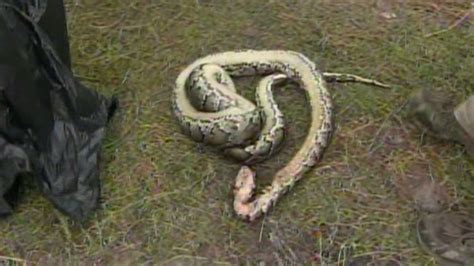 Plenty more where those came from – final take in Fla. snake hunt is 68 pythons | CNN