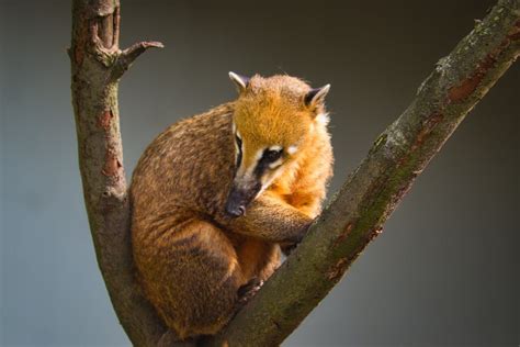 L Algorithme Panda De Google A Un Nouveau Nom Google Coati