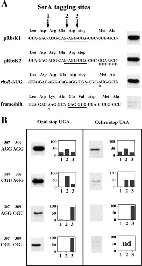 Tagging Of Ribokinase Expressed Mutants Of Rbsk A Nucleotide And