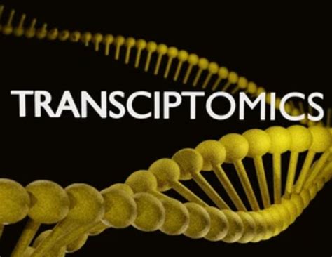 Transcriptomics Longreadsequencing Cd Genomics