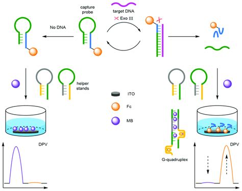 Schematic Representation Of Diffusivity And Intercalation Based Download Scientific Diagram