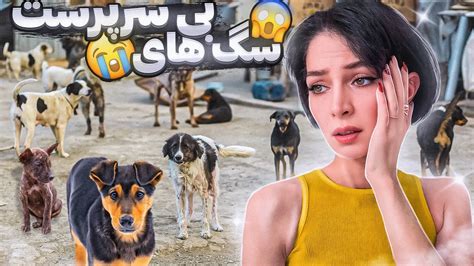 حقیقت تلخ سگ های رها شده پناهگاهای سگ ها در آمریکا Youtube