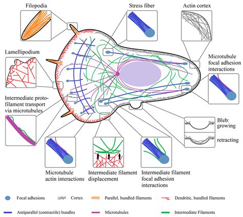 Intermediate Filaments Diagram