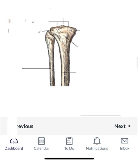 Tibia Diagram Quizlet Tibia Diagram Quizlet
