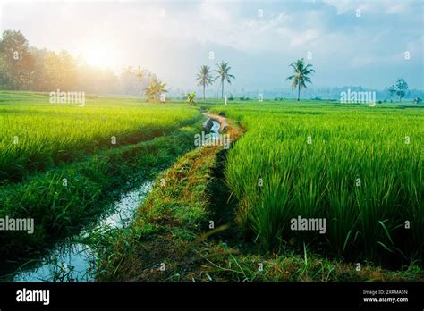 Indonesian Green Rice Field Landscape With Irrigated Rice Fields In Mid Morning With Optical