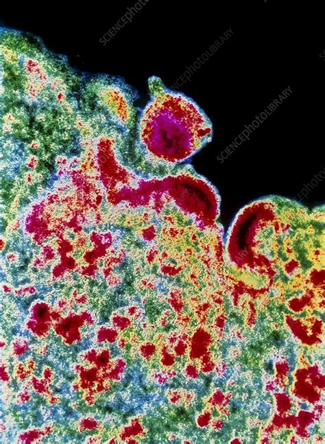 Tem Of Hiv Budding From T Cell Stock Image M050 0109 Science Photo Library