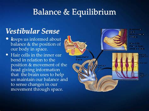 Ap Hearing And Other Senses Ppt Download