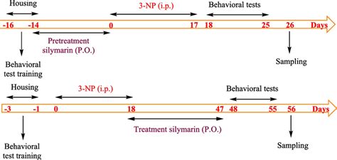 Schematic Representation Of The Experimental Procedure A Pretreatment