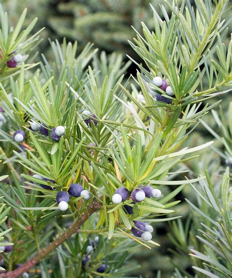 Podocarpus Care And Growing Guide Top Tips For These Trees Homes And Gardens