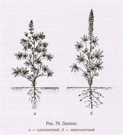 Люпин, люпин многолетний, люпин однолетний