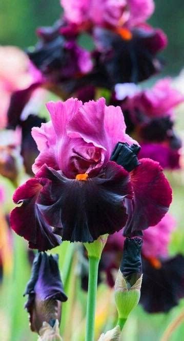 Medici Princes Iris Rflowers