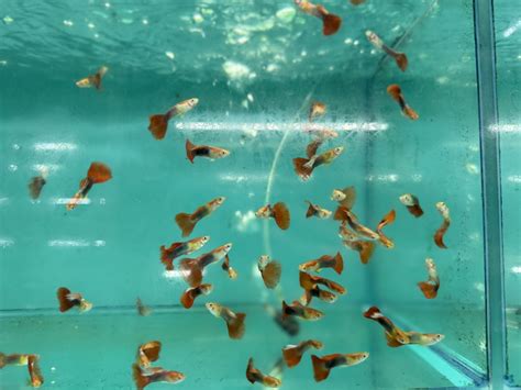 Assorted Guppies Male Gp 0003 Qian Hu