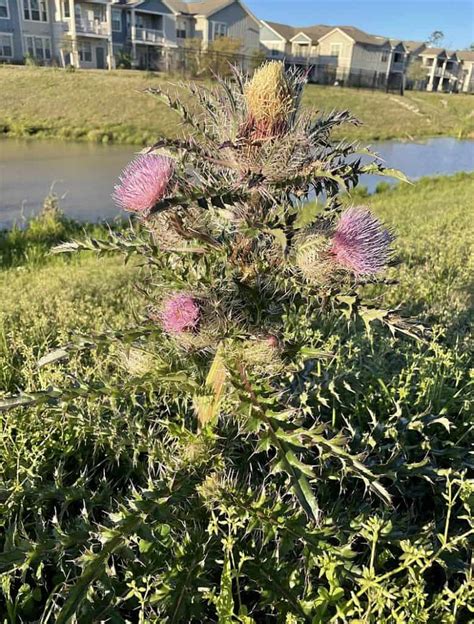 14 Most Beautiful Types Of Thistle Plants With Pictures