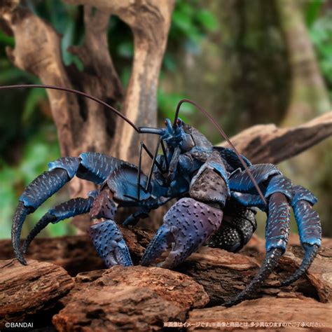 萬代「生物大圖鑑ultimate 椰子蟹」線上轉蛋 60處可動關節、胸足展開達20公分 逼真還原！