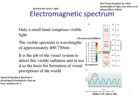 Lecture 17 Vision 1 Flashcards Quizlet Lecture 17 Vision 1 Flashcards Quizlet