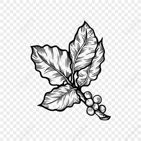 Black And White Plant Fruit Leaf Lineartleaf Sketchfruit Drawing Png