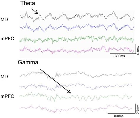Lfp Recording In Md And Mpfc During Behavior Representative Lfp Traces