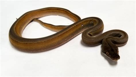 Titanium Reticulated Python Traits Morphpedia