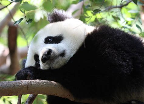 Download Sad Meme Panda Wallpaper