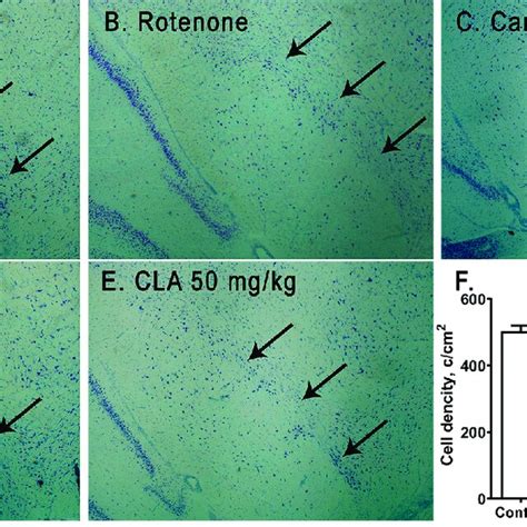 Photographs Of Neurons Stained According To The Nissl Method In The Download Scientific Diagram