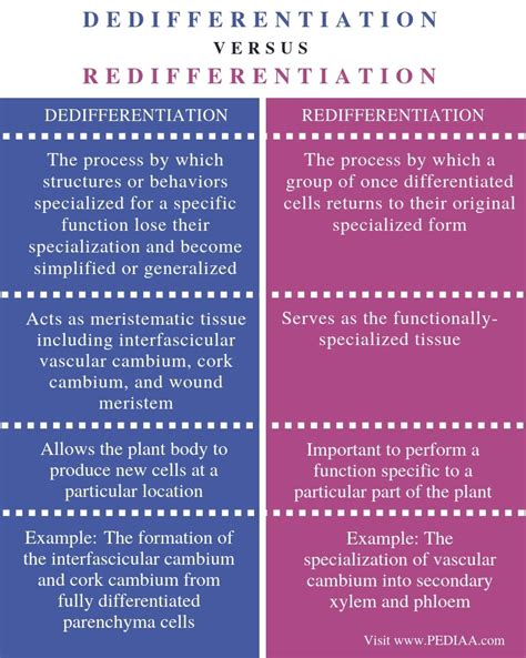 What Is The Difference Between Dedifferentiation And Redifferentiation