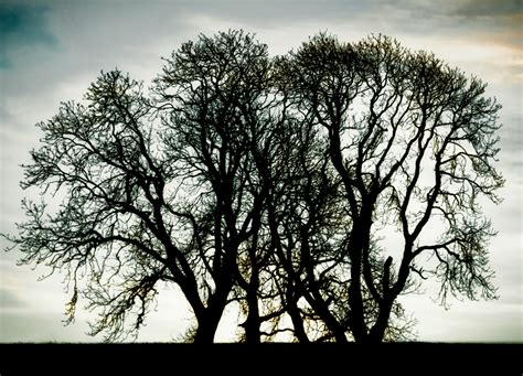 Tree Bias On Behance