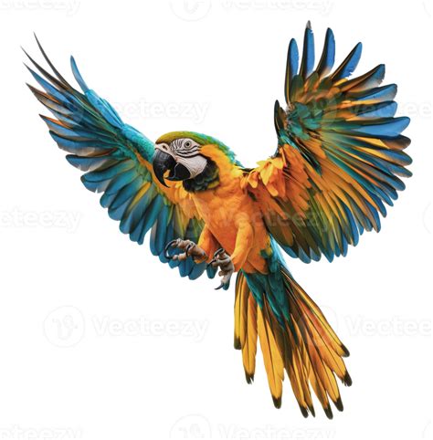 Colorful Macaw Flying Against A White Backdrop 52655776 Png