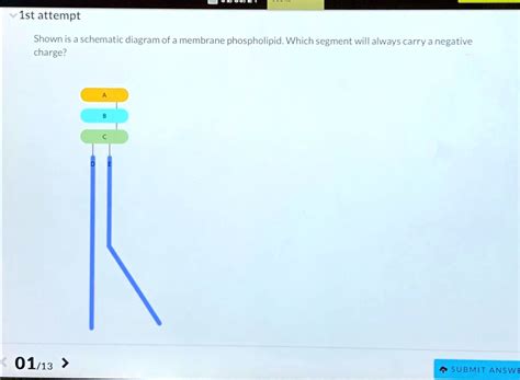 1st Attempt Shown Is A Schematic Diagram Of A Membrane Phospholipid