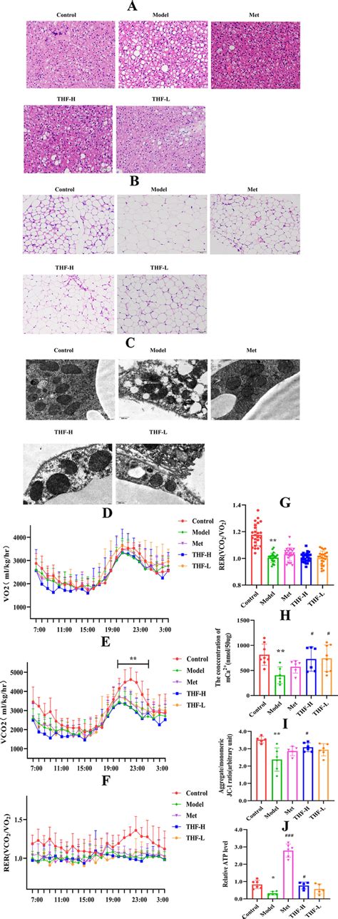 Thf Treated Mice Exhibited Improved Mitochondrial Structure A